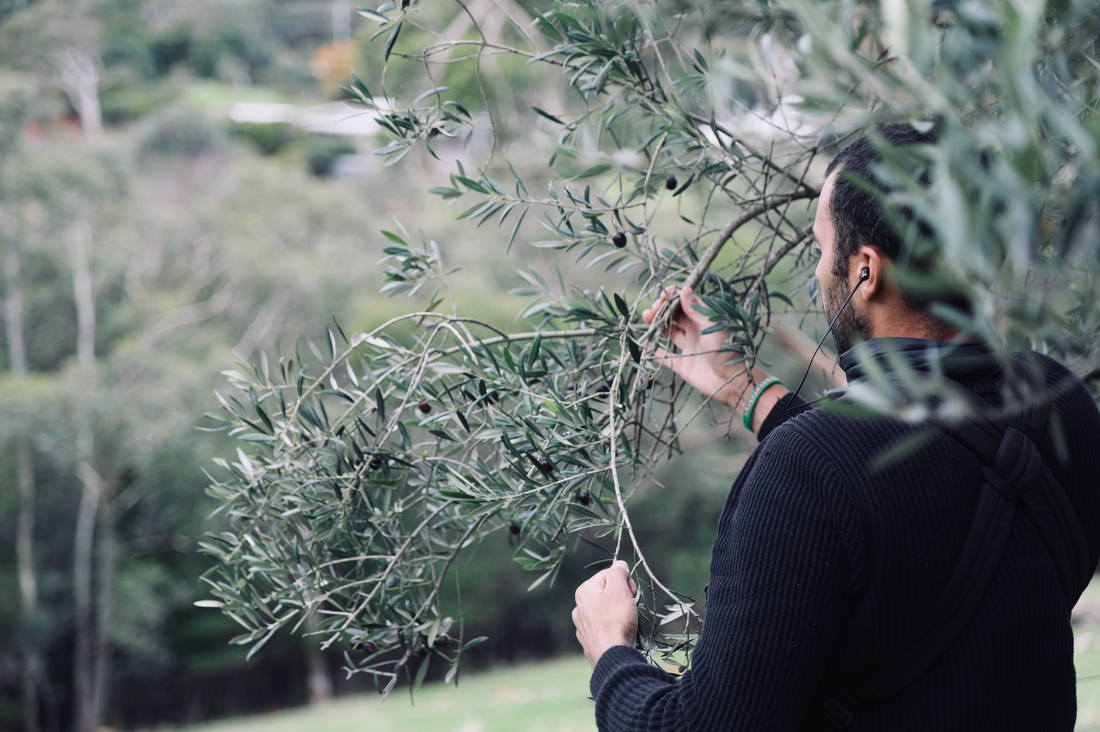 Our Story – Main Ridge Olive Co.